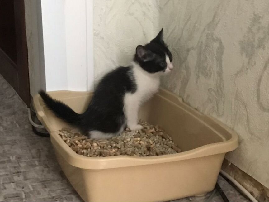 Котенок "Вася"