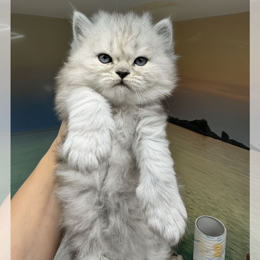 Шотландский прямоухий длинношёрстный котёнок