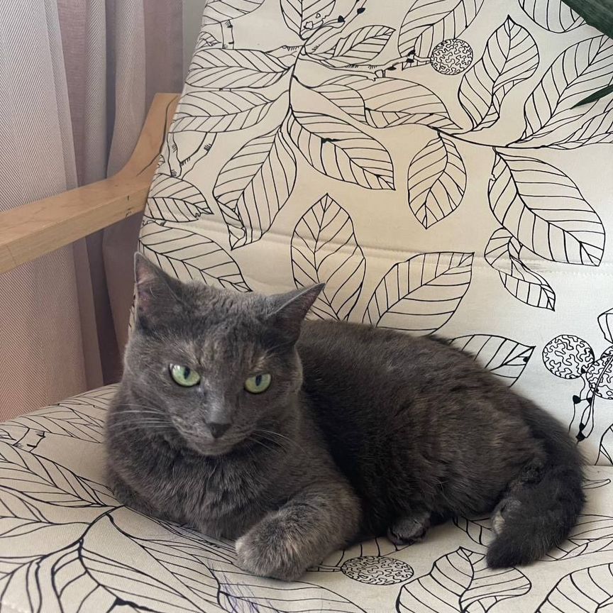 Кошки в добрые руки