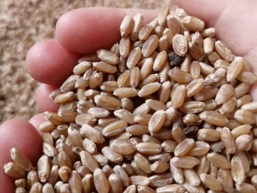 Пшеница на проращивание и. без обработки пестици