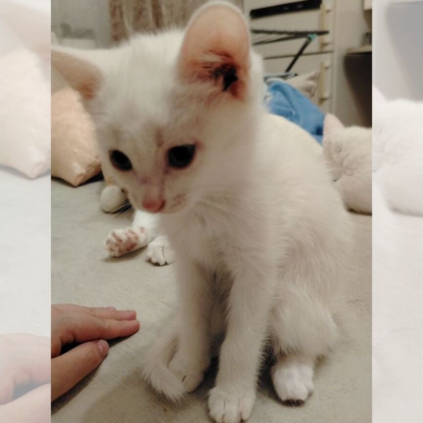 Котёнок в добрые руки