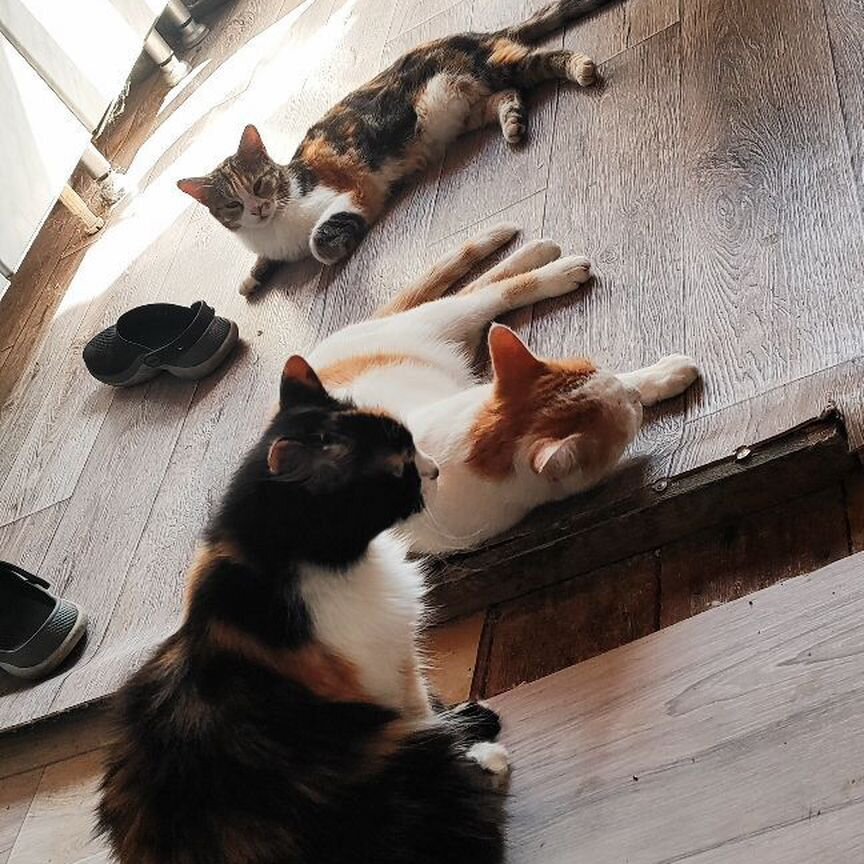 Кошки в добрые руки