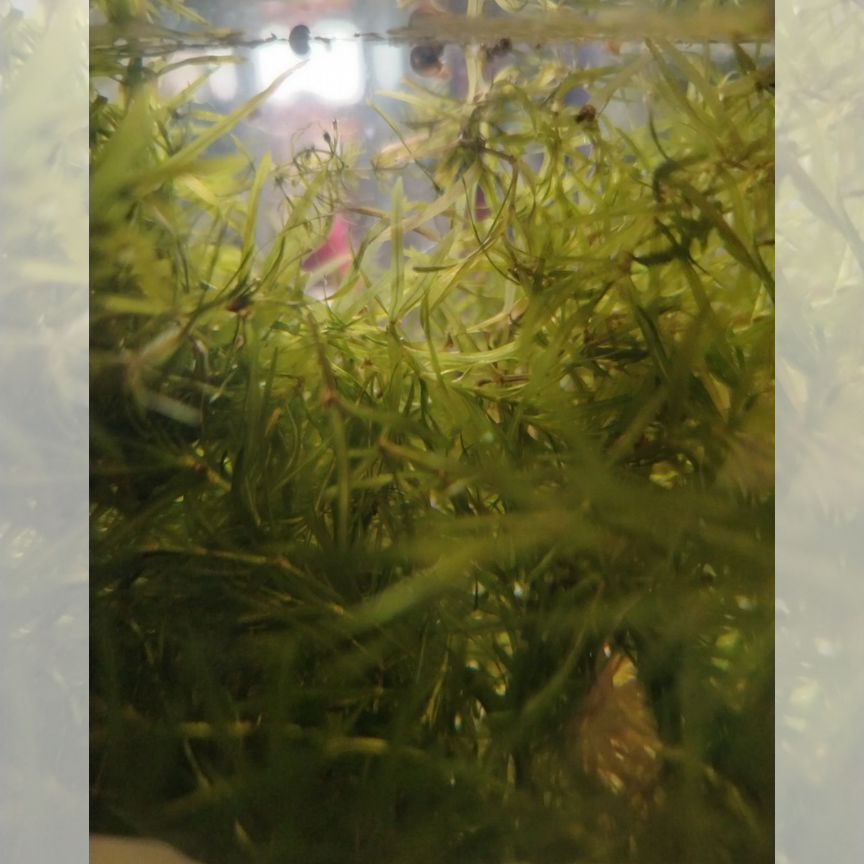 Аквариумные растения