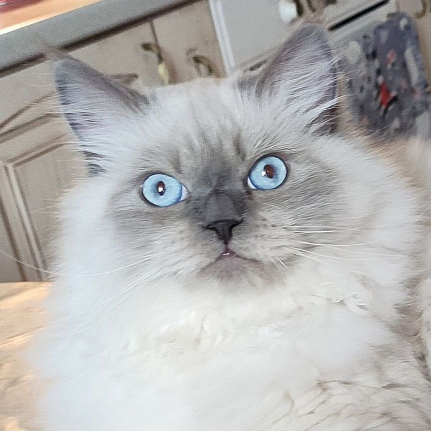 Невский маскарадный котёнок