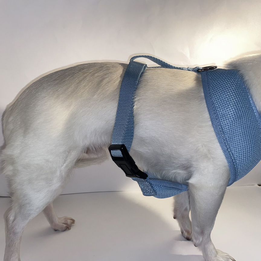Голубая собачья шлейка