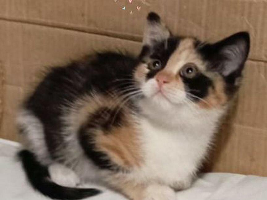 Котёнок, 1,5 мес., в дар