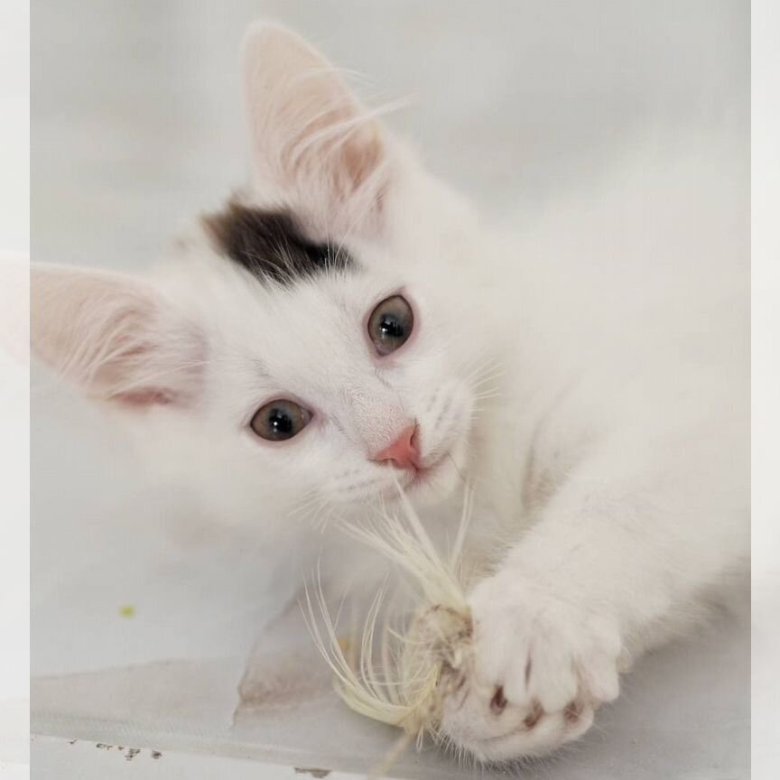 Котенок в поисках дома