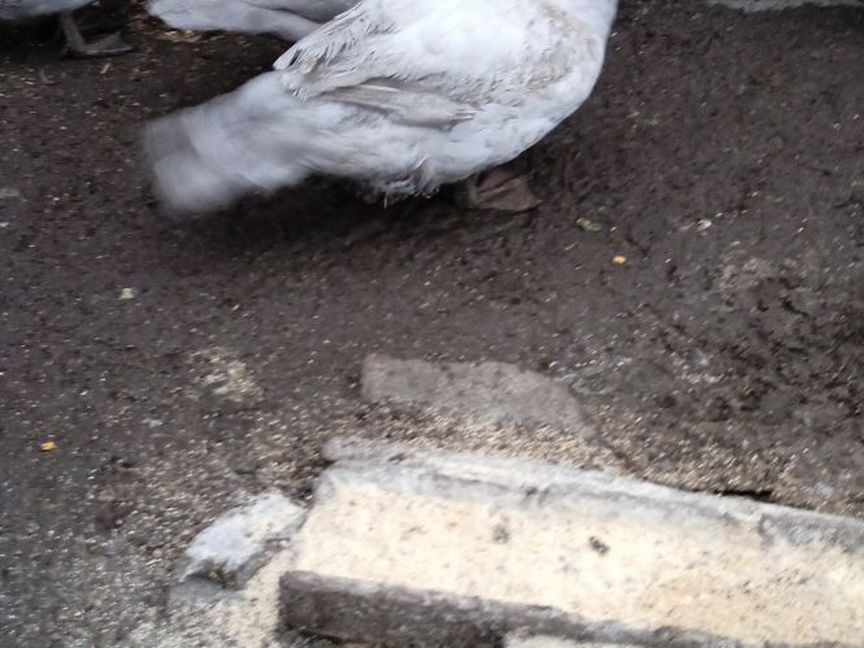 Мускусные утки тяжелые линии