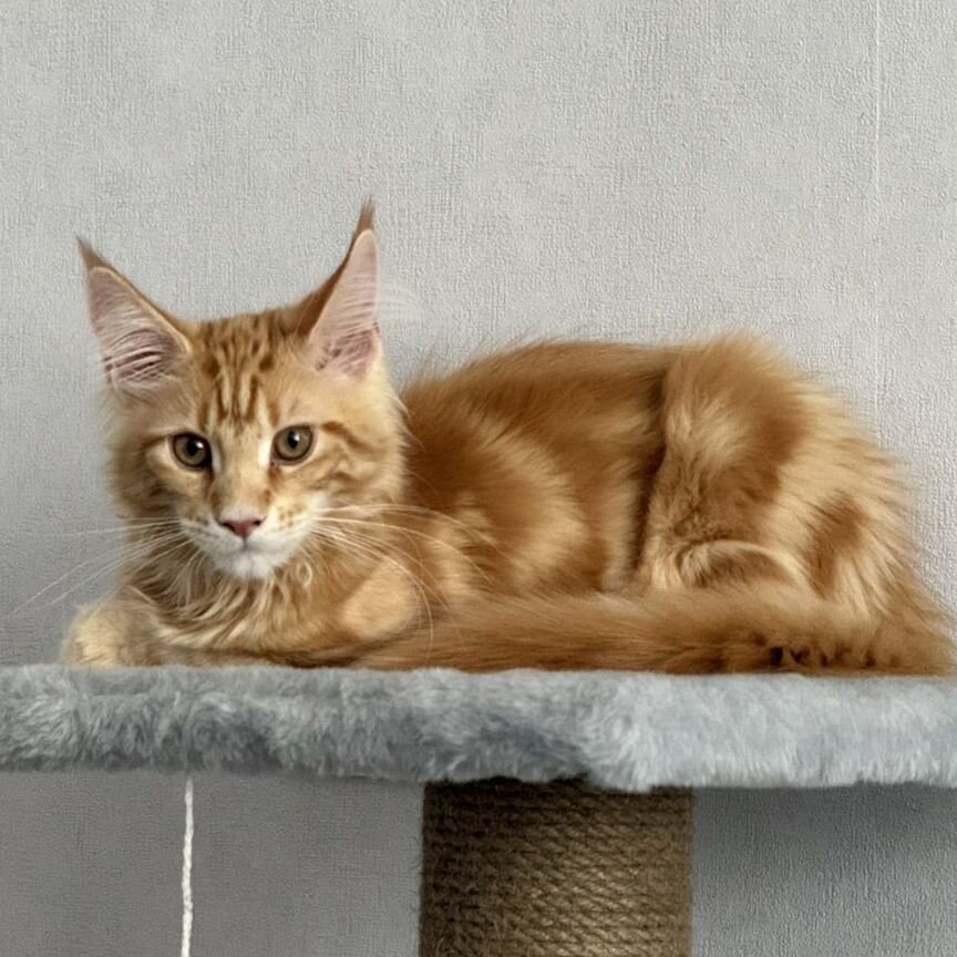 Мейн-кун котёнок