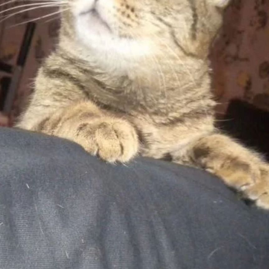 Кошки в добрые руки