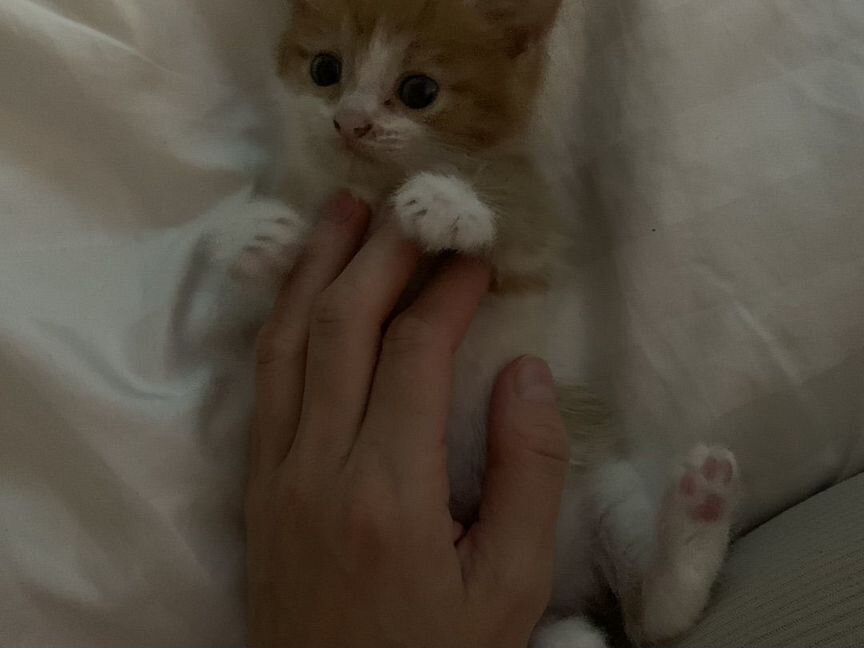 Котенок в добрые руки