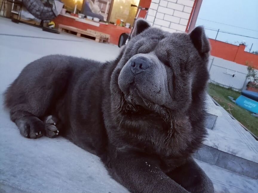 Кобель Чау-чау вязка