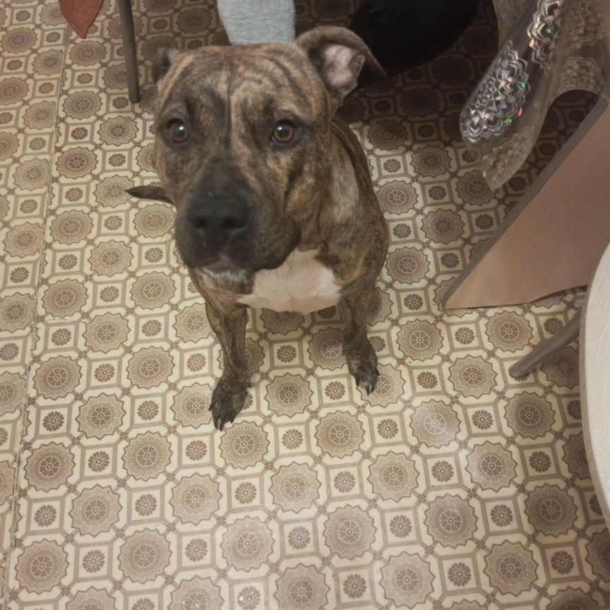 Продам стаффа