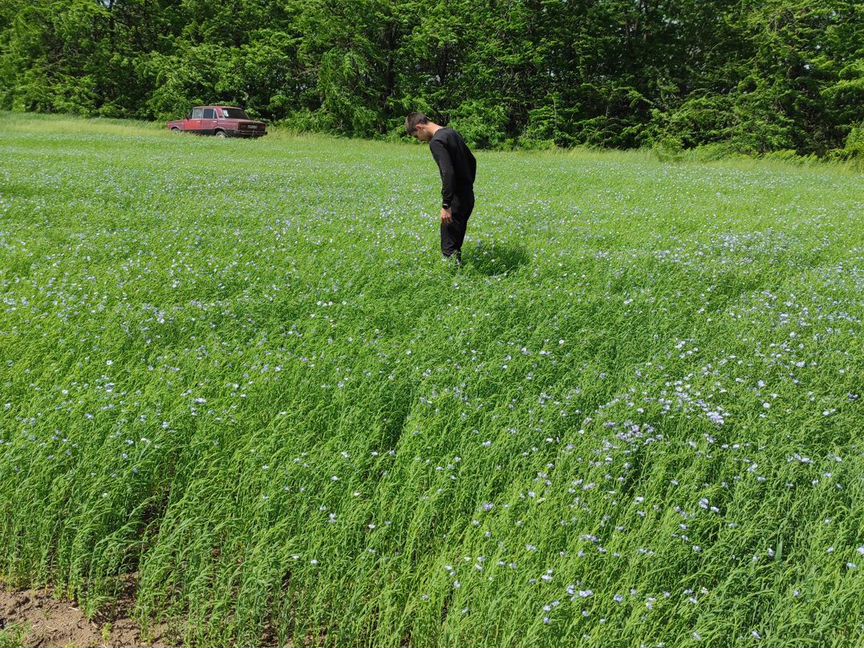 Продам семена льна