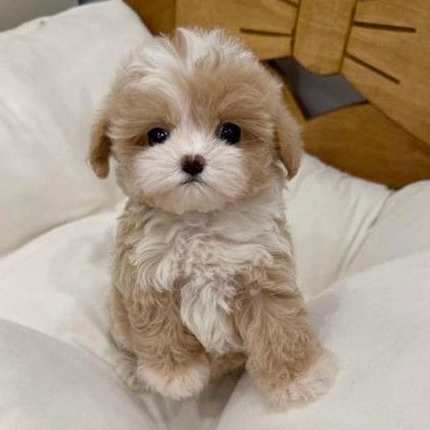 Мальтипу, щенок