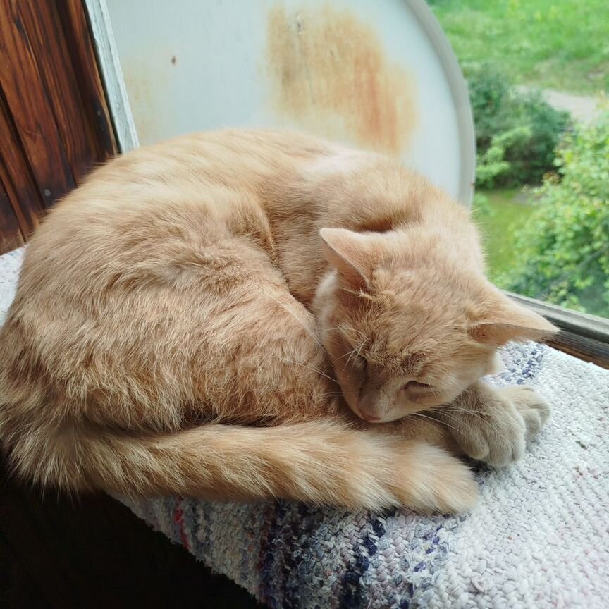 Потеряли кота