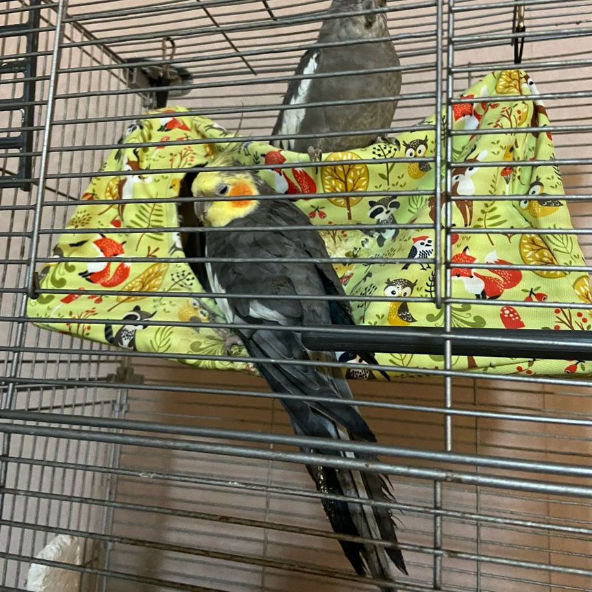 Говорящий попугай с клеткой
