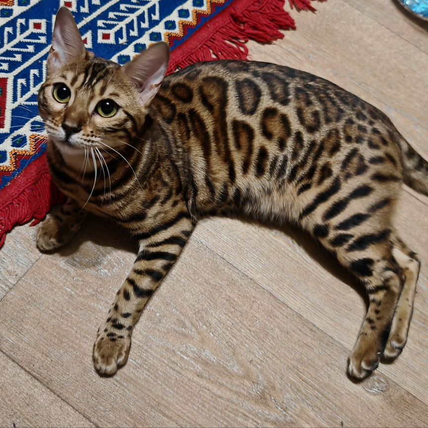 Бенгальская кошка