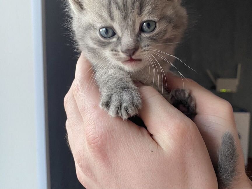 Британские котята