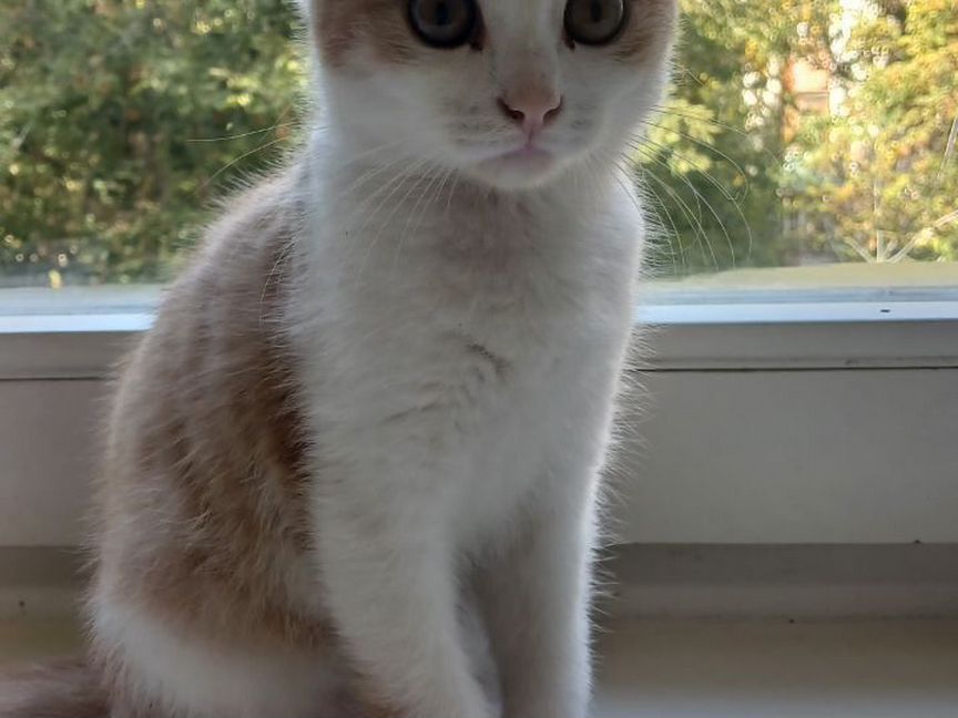 Кошка в дар бесплатно