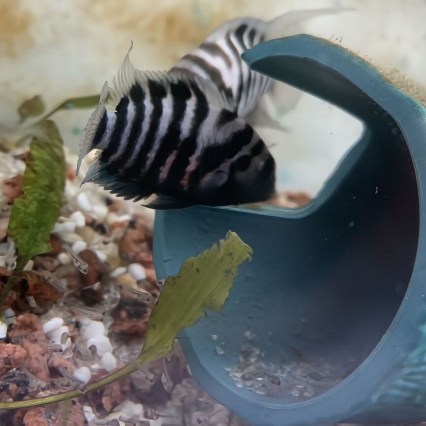 Мальки цихлид фламинго