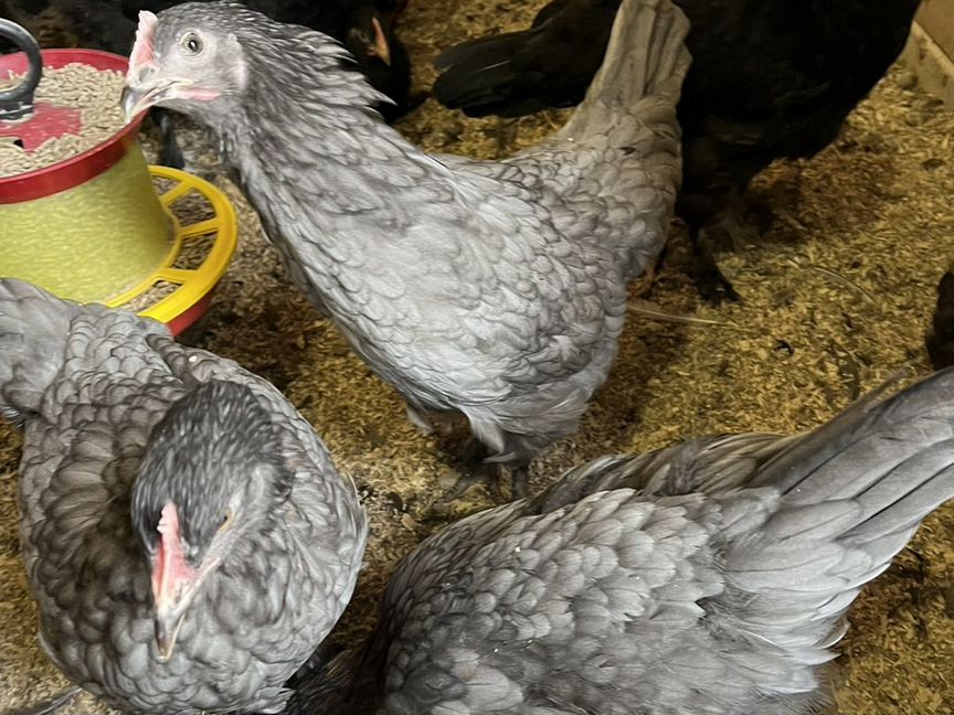 Куры молодки Мараны