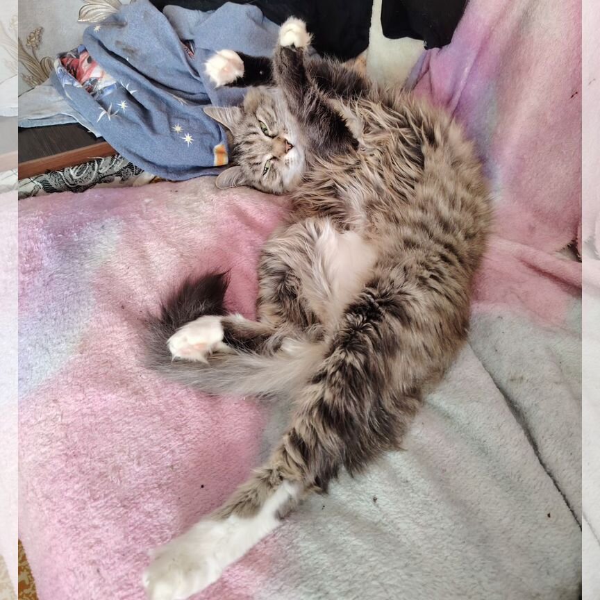 Сибирская, взрослая кошка