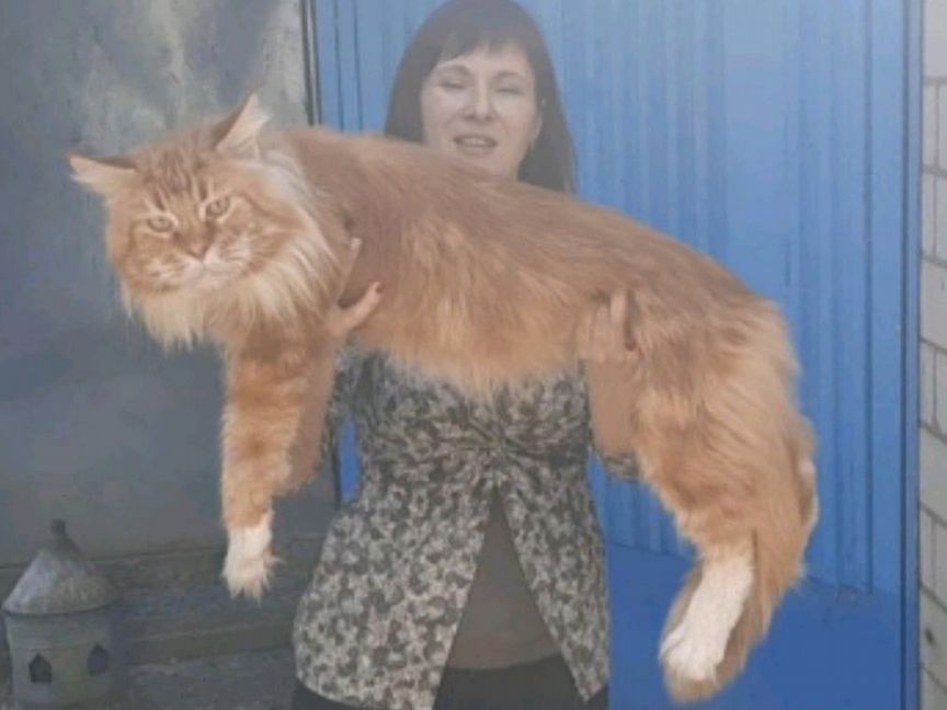 Рысята от чемпиона