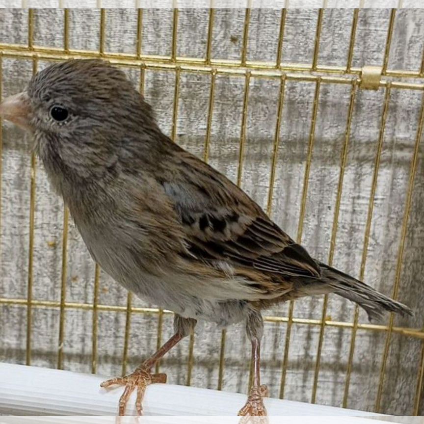 Кенара в Выборге