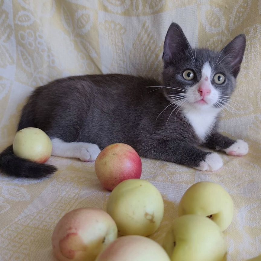 Дымчатый котенок