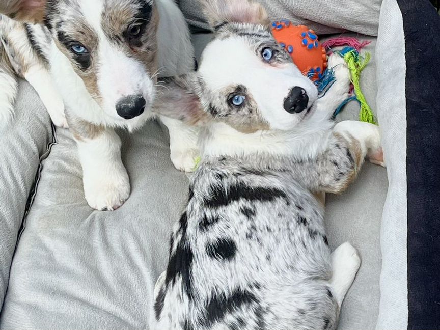 Вельш-корги голубоглазая девочка