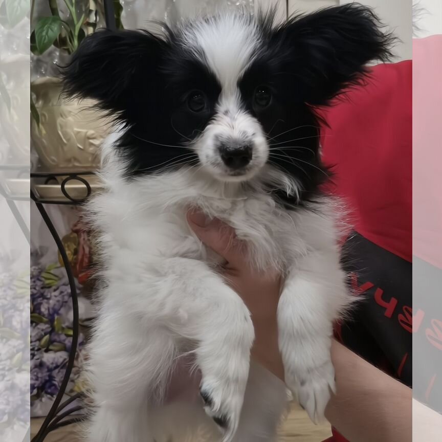 Континентальный той-спаниель папильон, щенок