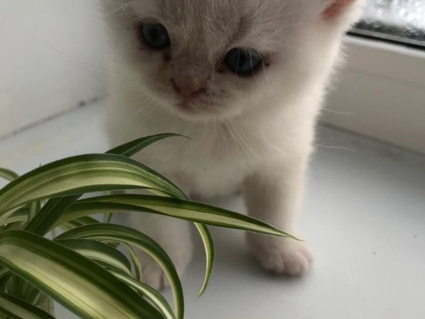 Шотландские вислоухие котята