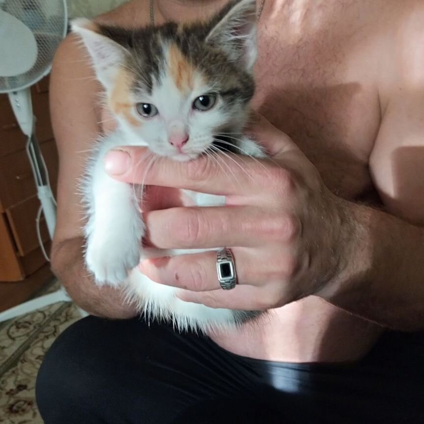 Котёнок