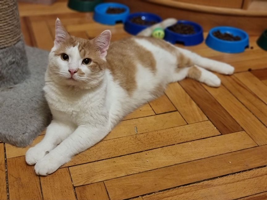 Котик с сердечком у носика