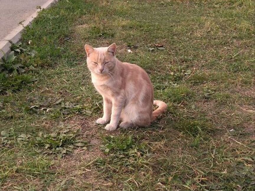 Кот в добрые руки(нужна передержка или хозяева)