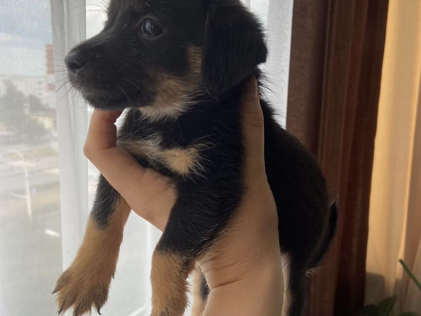 Помись той-терьера и ягтерьера