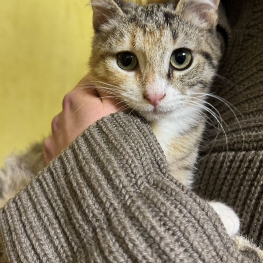 Котёнок девочка в добрые руки