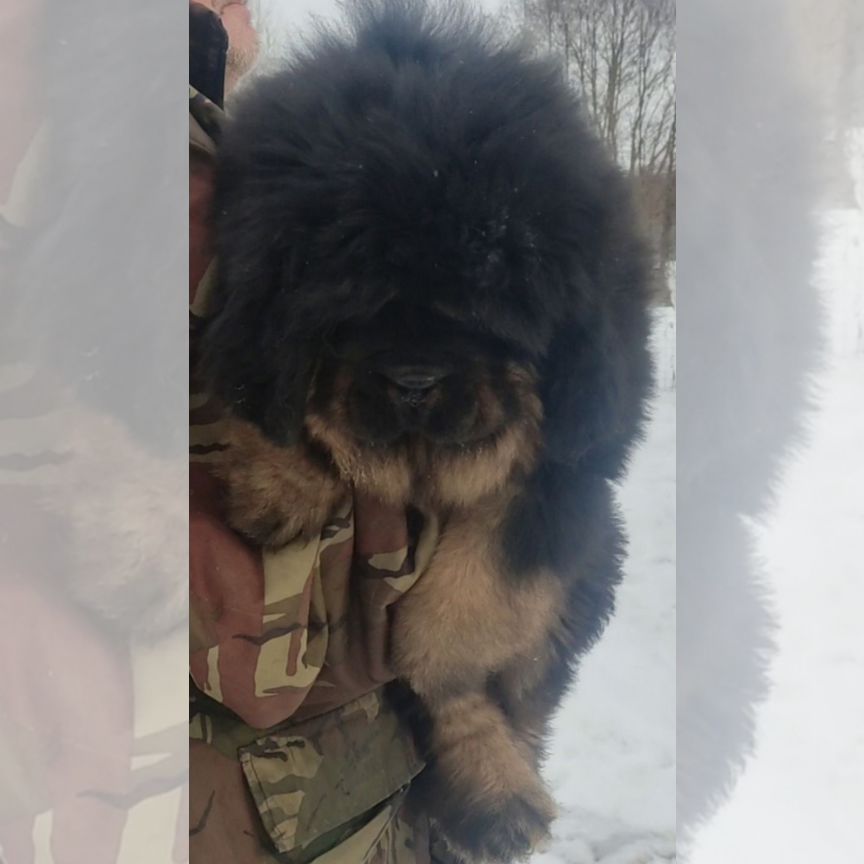 Щенок Тибетский мастиф