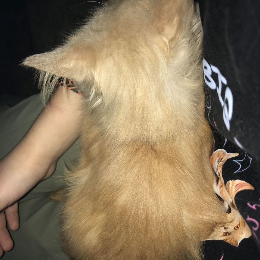 Рыжий котенок в добрые руки