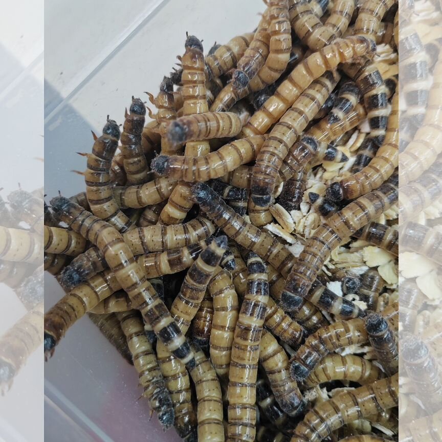 Зофобас живой