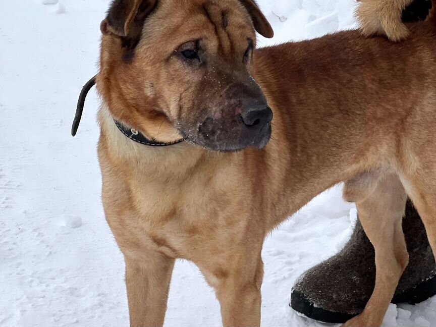 Шарпей в добрые руки