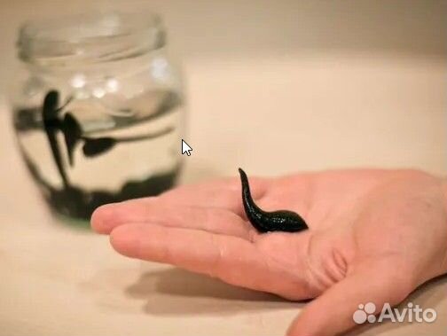 Пиявки медицинские опт и розница