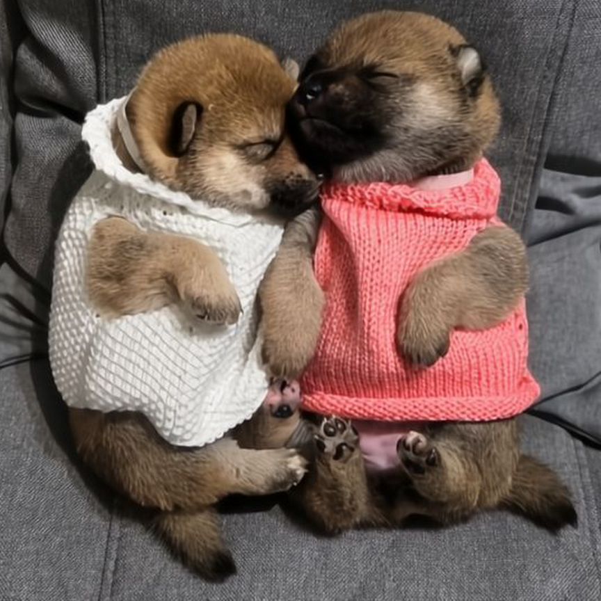 Сиба-ину, щенок