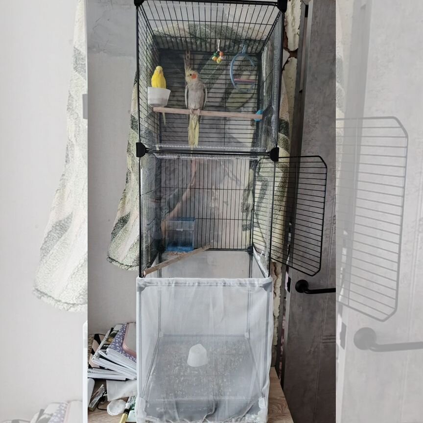 Попугай корелла