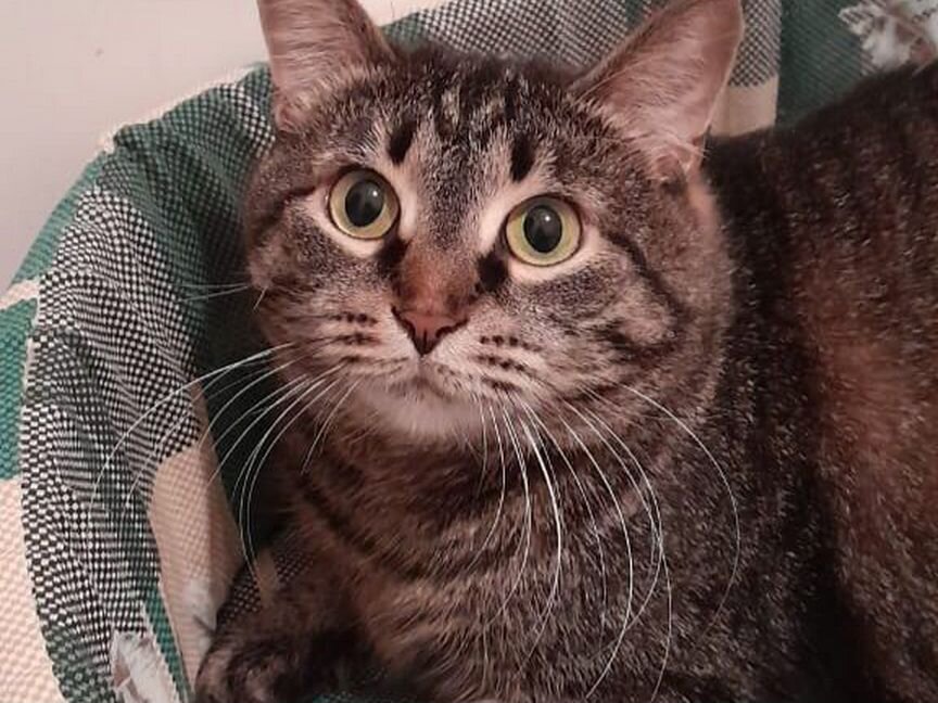 Кошечка ждет Новогоднего чуда