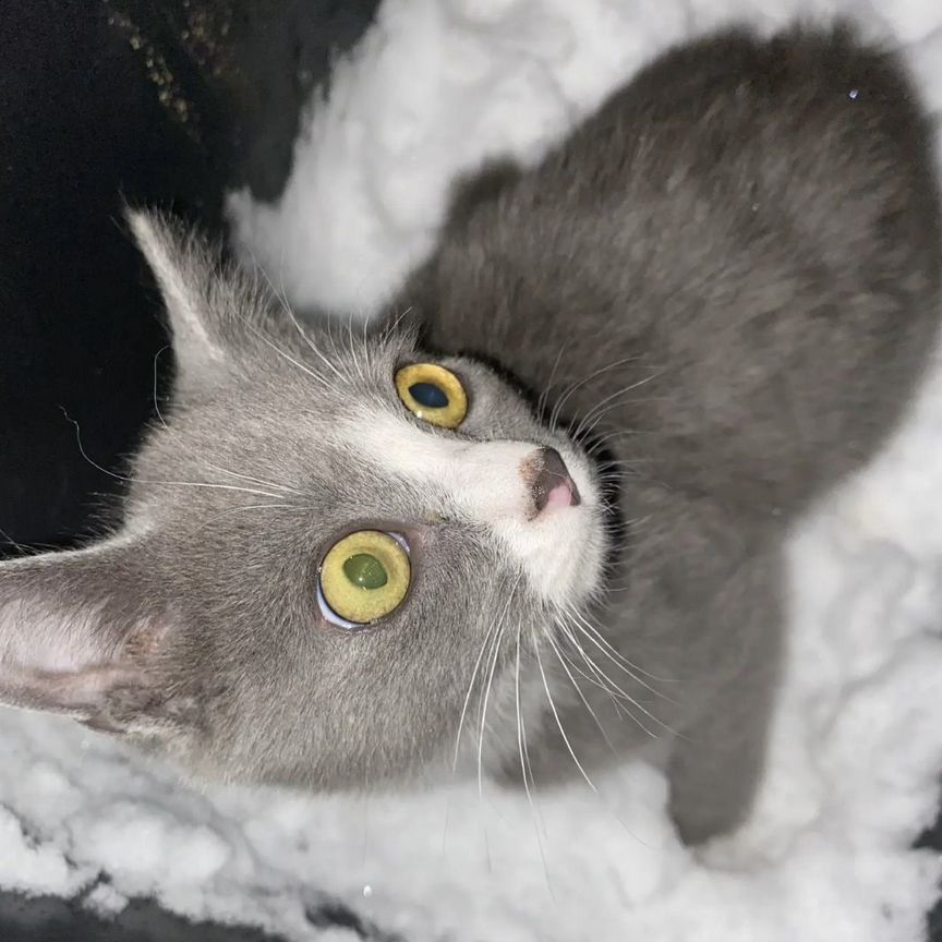 Котёнок в добрые руки