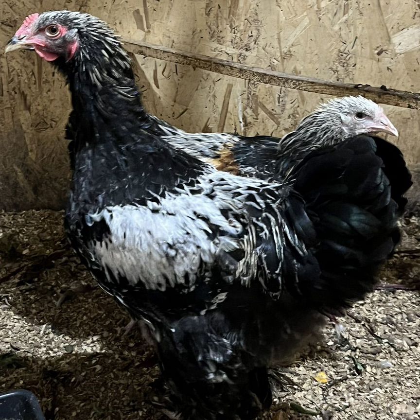 Петухи Брама