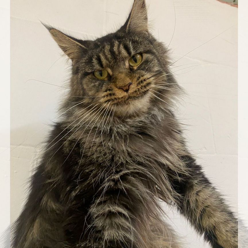 Мейн-кун чёрный мрамор