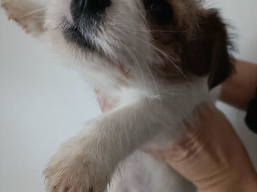 Продам щенка джек расселл терьер